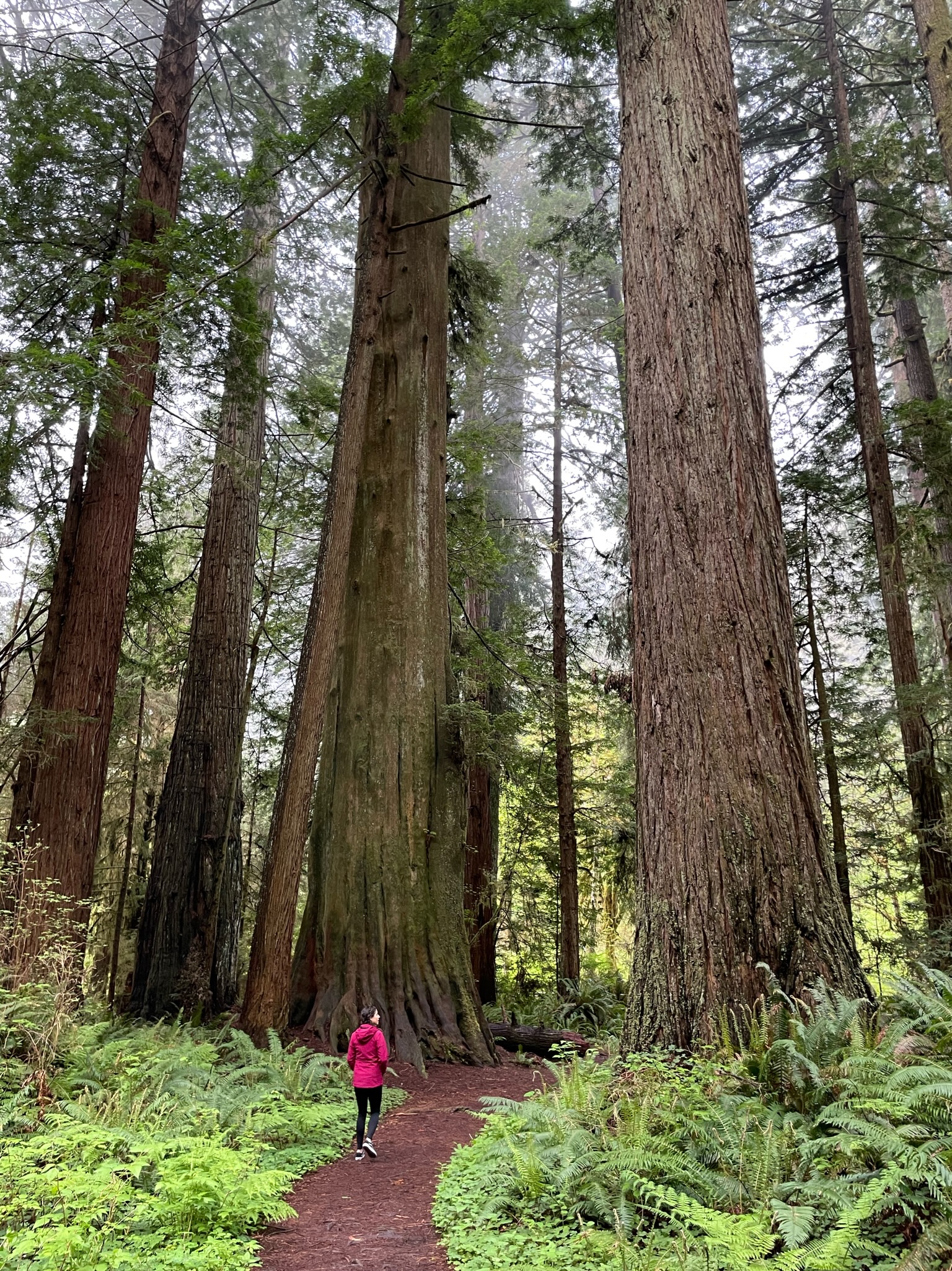 About – The Curious Path